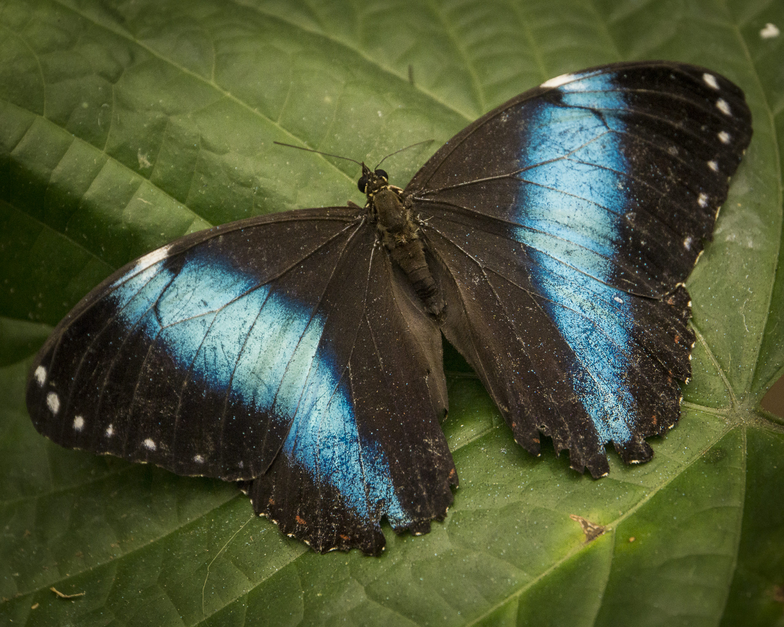 Pollinators - Capture the MomentCapture the Moment