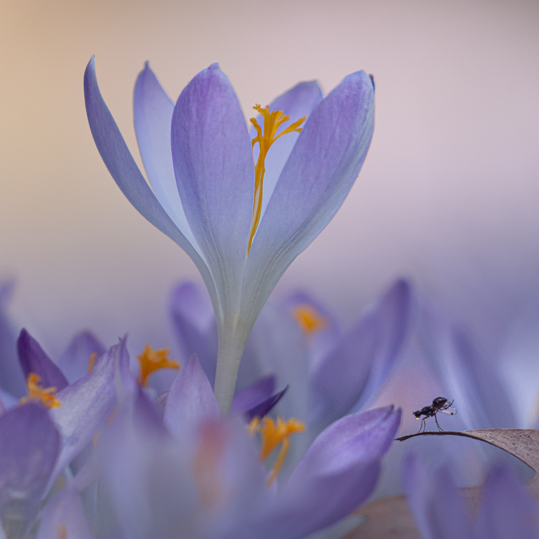 Photo Recognitions - Betsy Wilson - Capture the MomentCapture the Moment